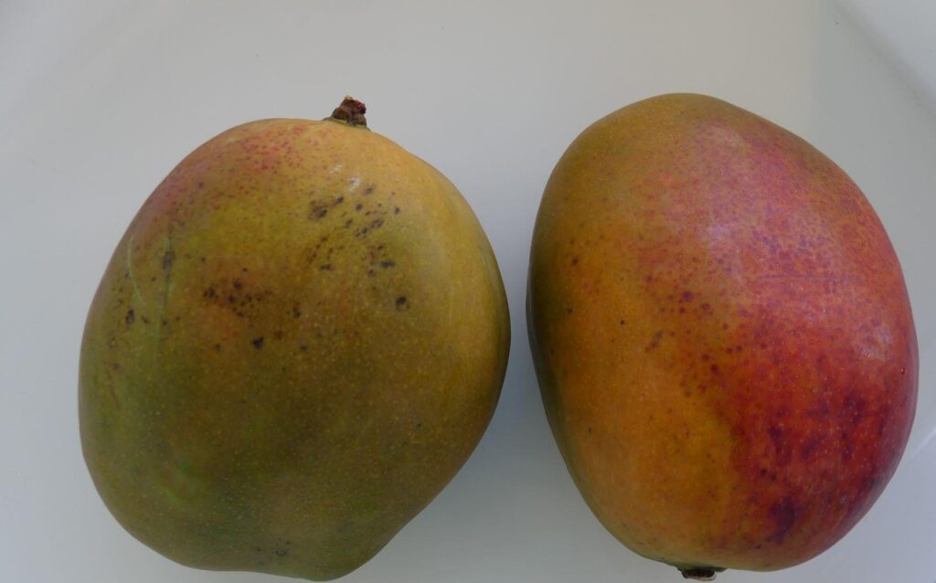 Le Mangot Bassignac Le secret - Environnement Antilles Univers